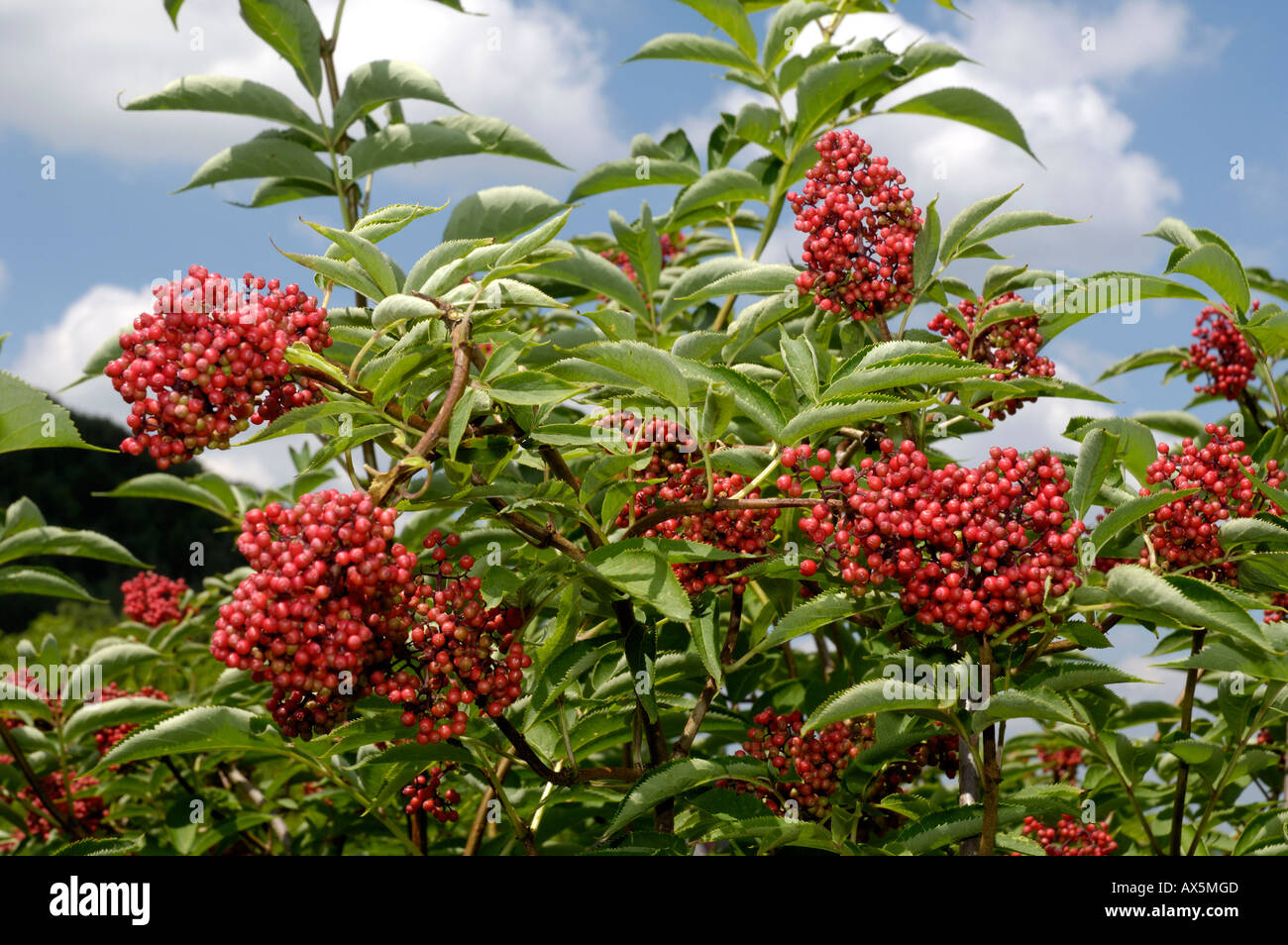 Red-berried Elder Stock Photo - Alamy