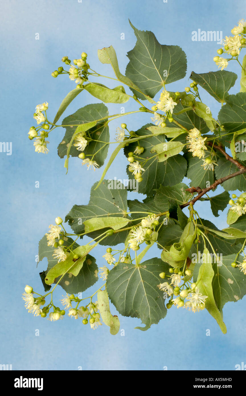 Large-leaved Lime Stock Photo - Alamy