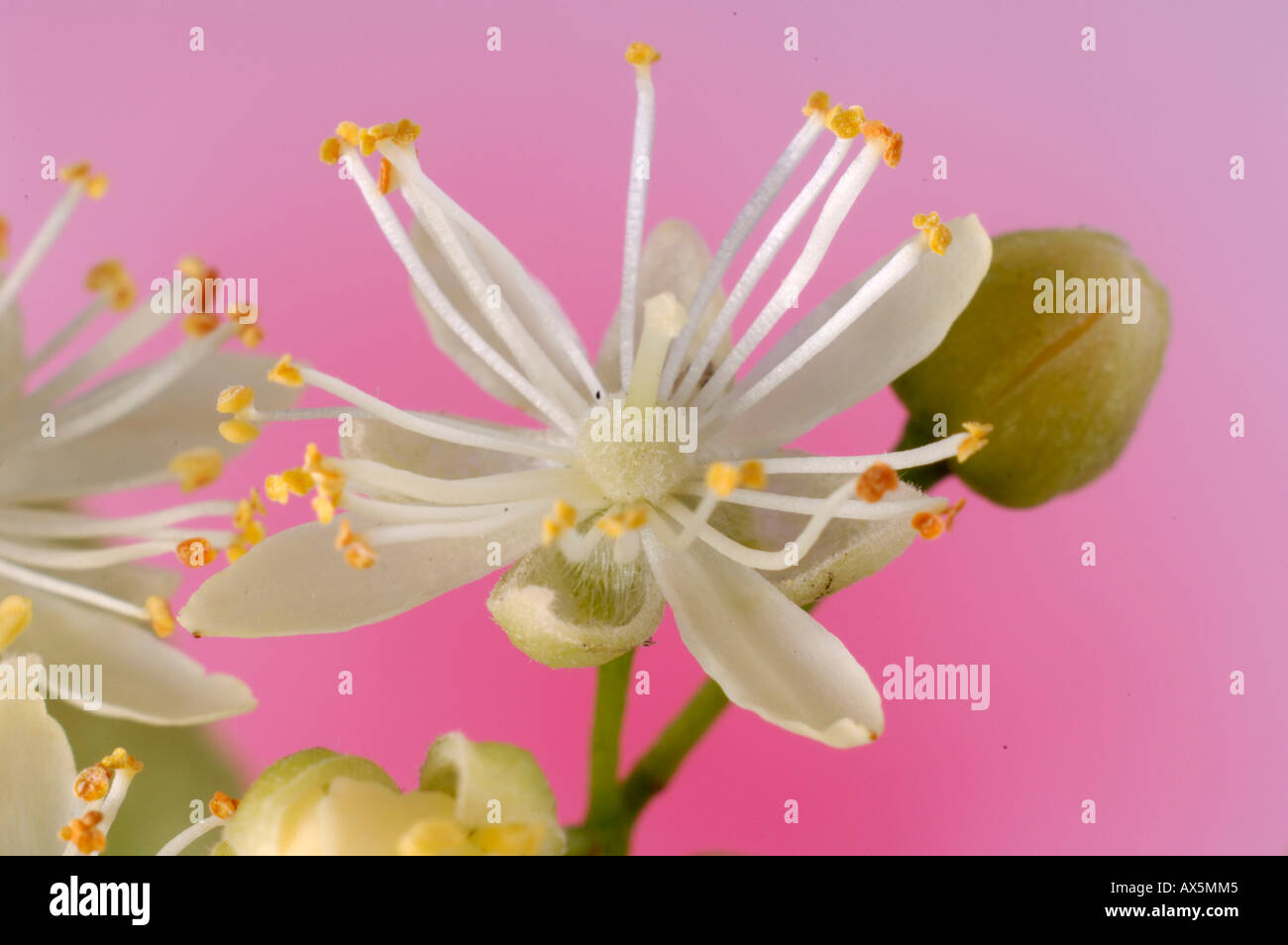 Large-leaved Lime Stock Photo - Alamy