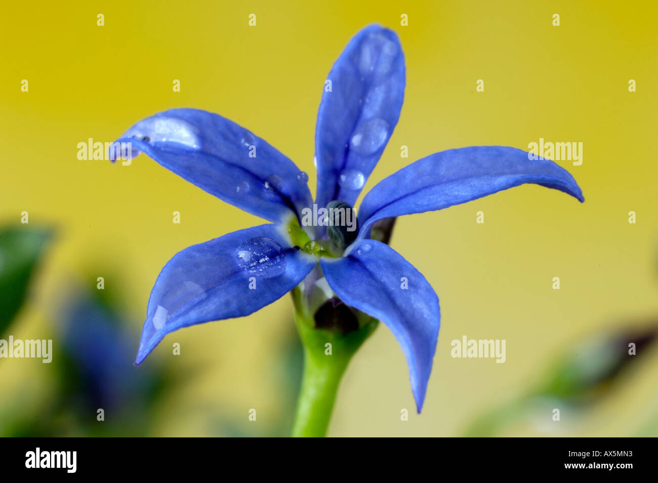 Blue star creeper hi-res stock photography and images - Alamy