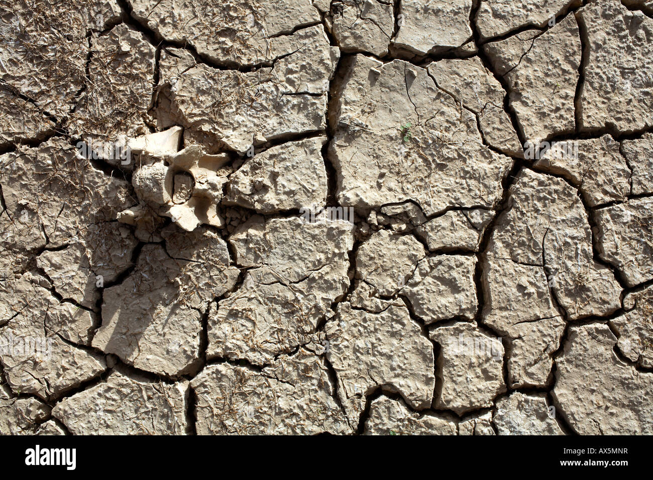 Vertebra bone hi-res stock photography and images - Alamy