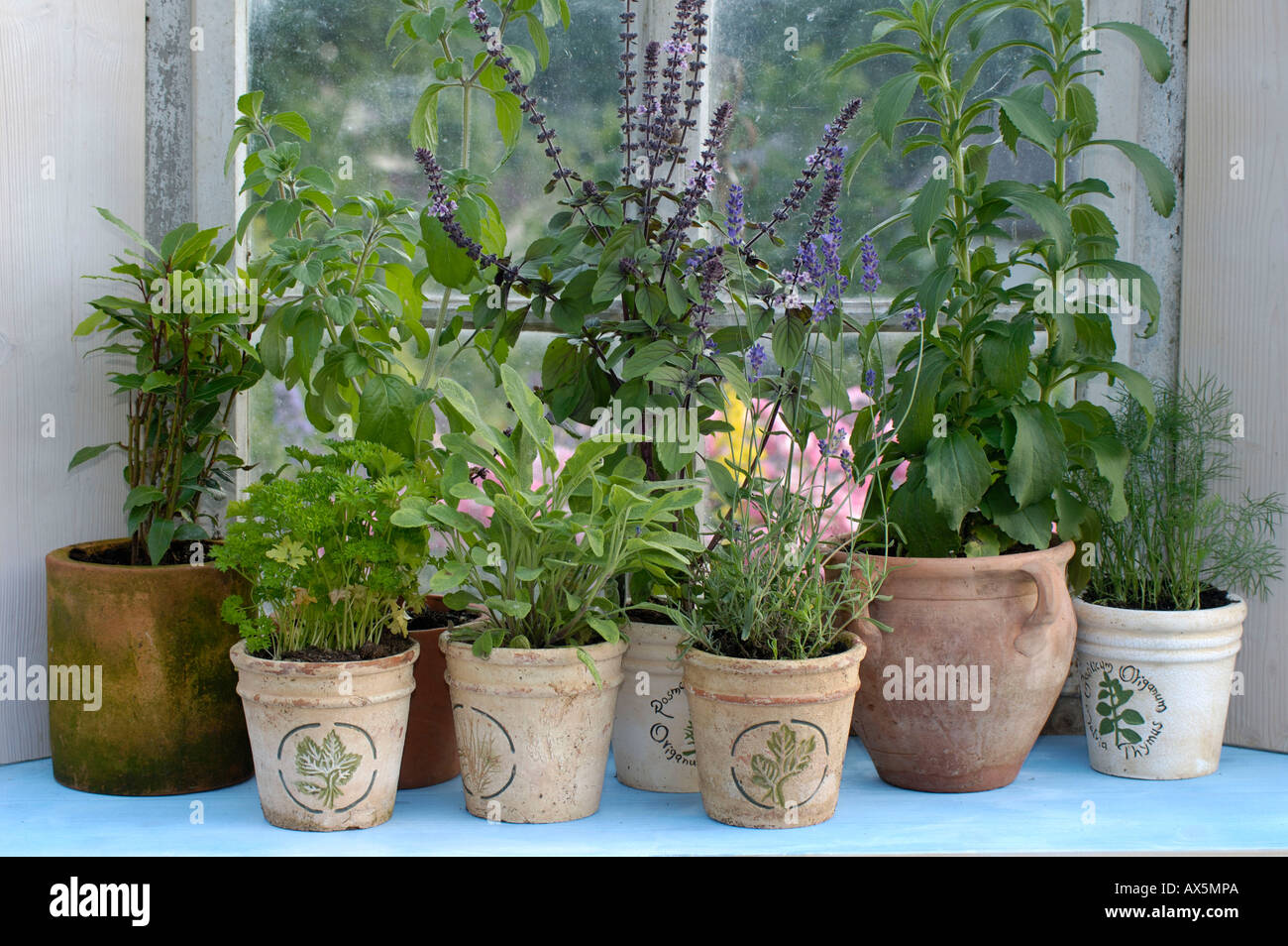 Herbs windowsill hi-res stock photography and images - Alamy