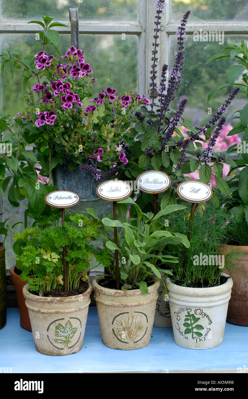Herbs on windowsill Stock Photo - Alamy