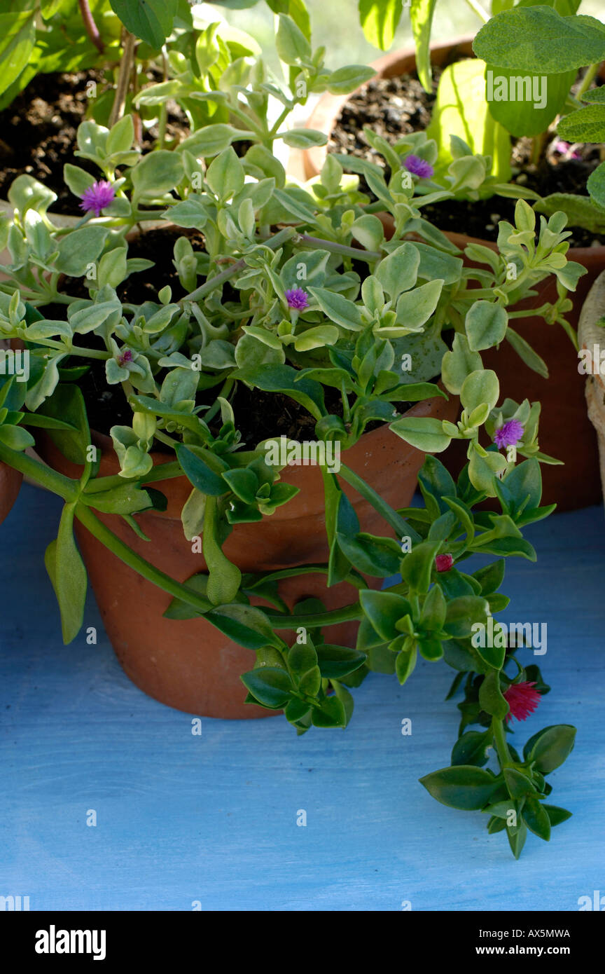 Baby sun rose aptenia cordifolia hi-res stock photography and images ...