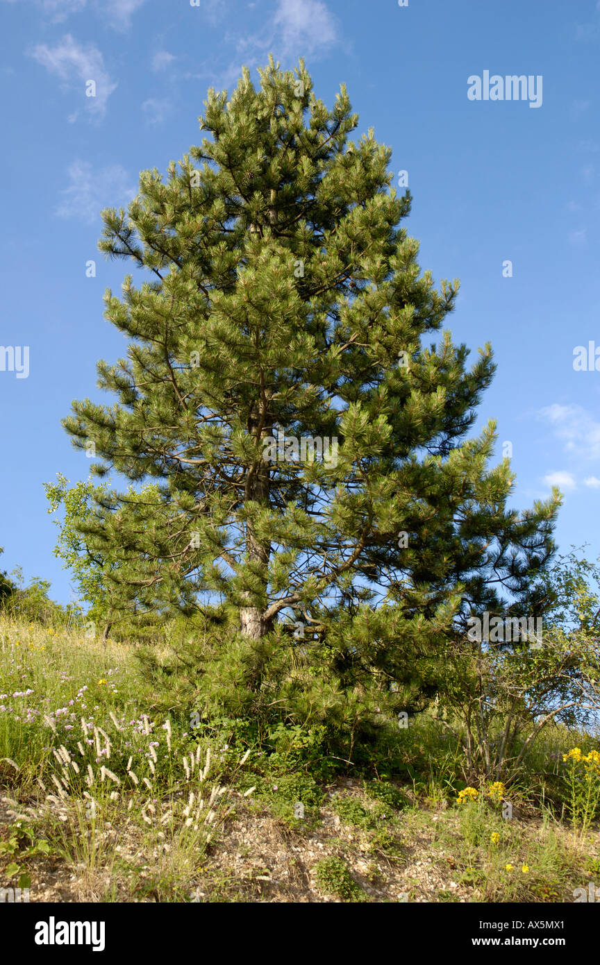 Scots Pine Stock Photo - Alamy