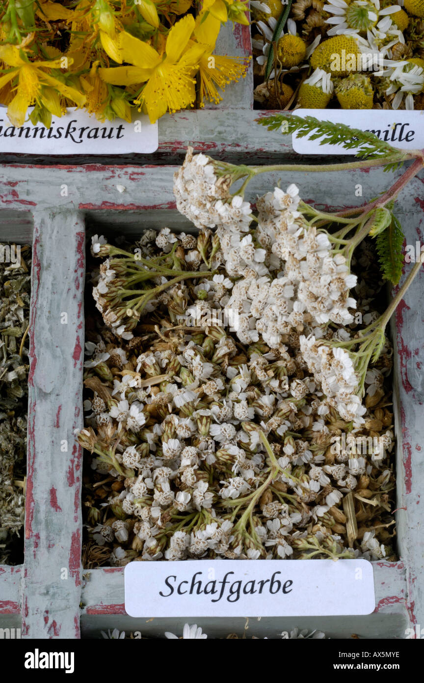 Dried yarrow hi-res stock photography and images - Alamy