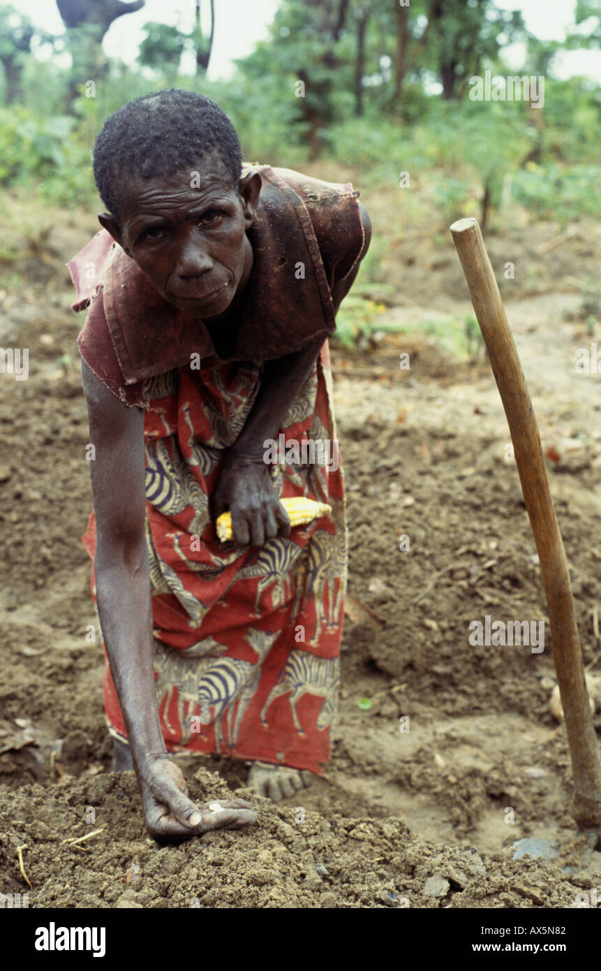 Lukulu, Zambia; old woman in ragged dress planting maize straight from ...
