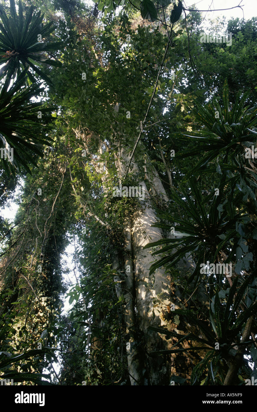 Burundi. Mixed forest with radiating palms and other trees Stock Photo ...