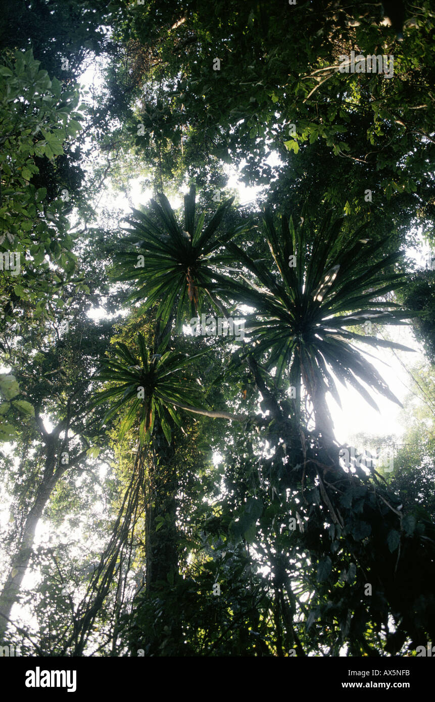 Burundi. Mixed forest with radiating palms and other trees Stock Photo ...