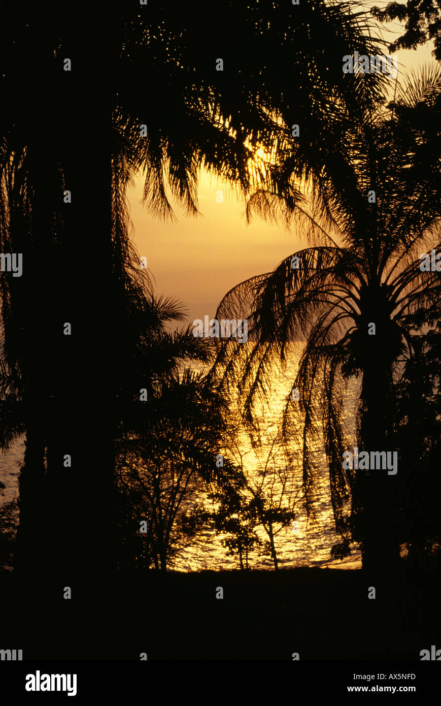 Burundi. Beautiful bronze sunset with palm trees silhouetted against ...