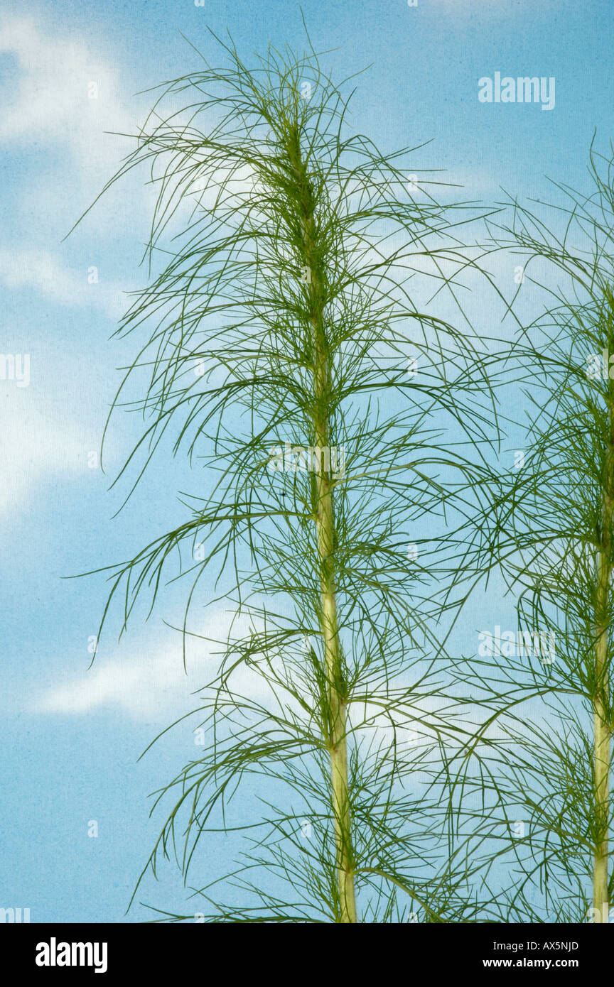 Artemisia pallens hi-res stock photography and images - Alamy