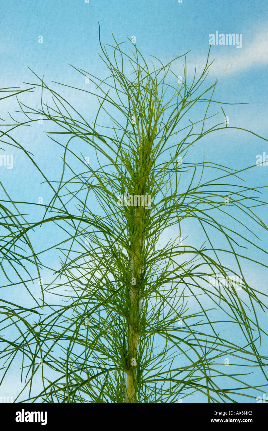 Davana artemisia pallens hi-res stock photography and images - Alamy