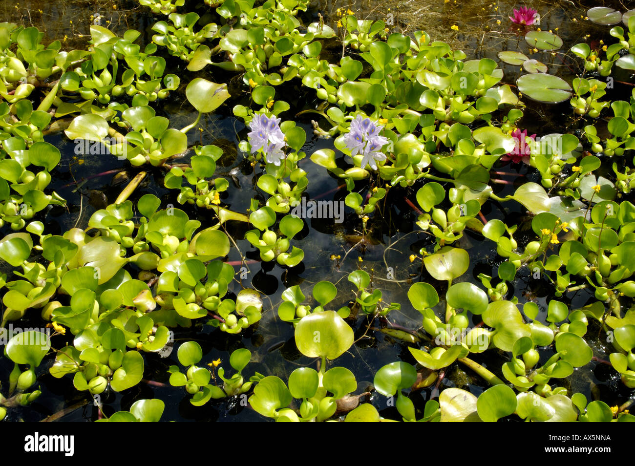 Water Hyacinth Stock Photo - Alamy