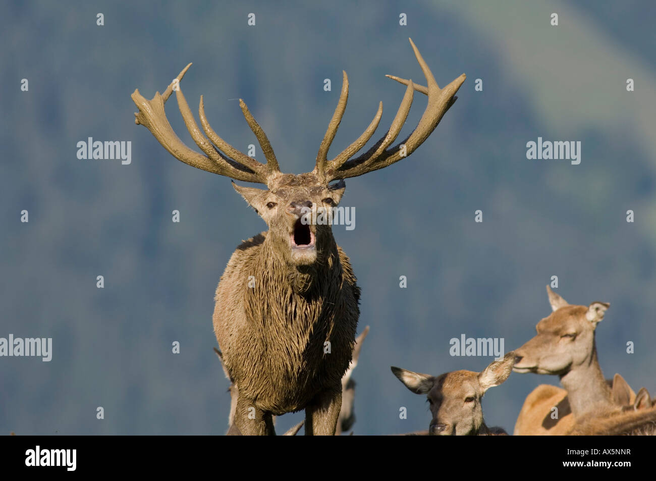Säugetiere von österreich hi-res stock photography and images - Alamy