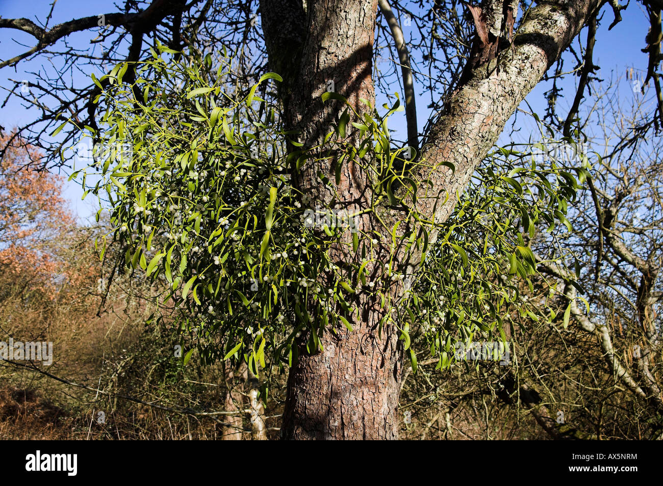Mistletoe on apple tree Stock Photo - Alamy