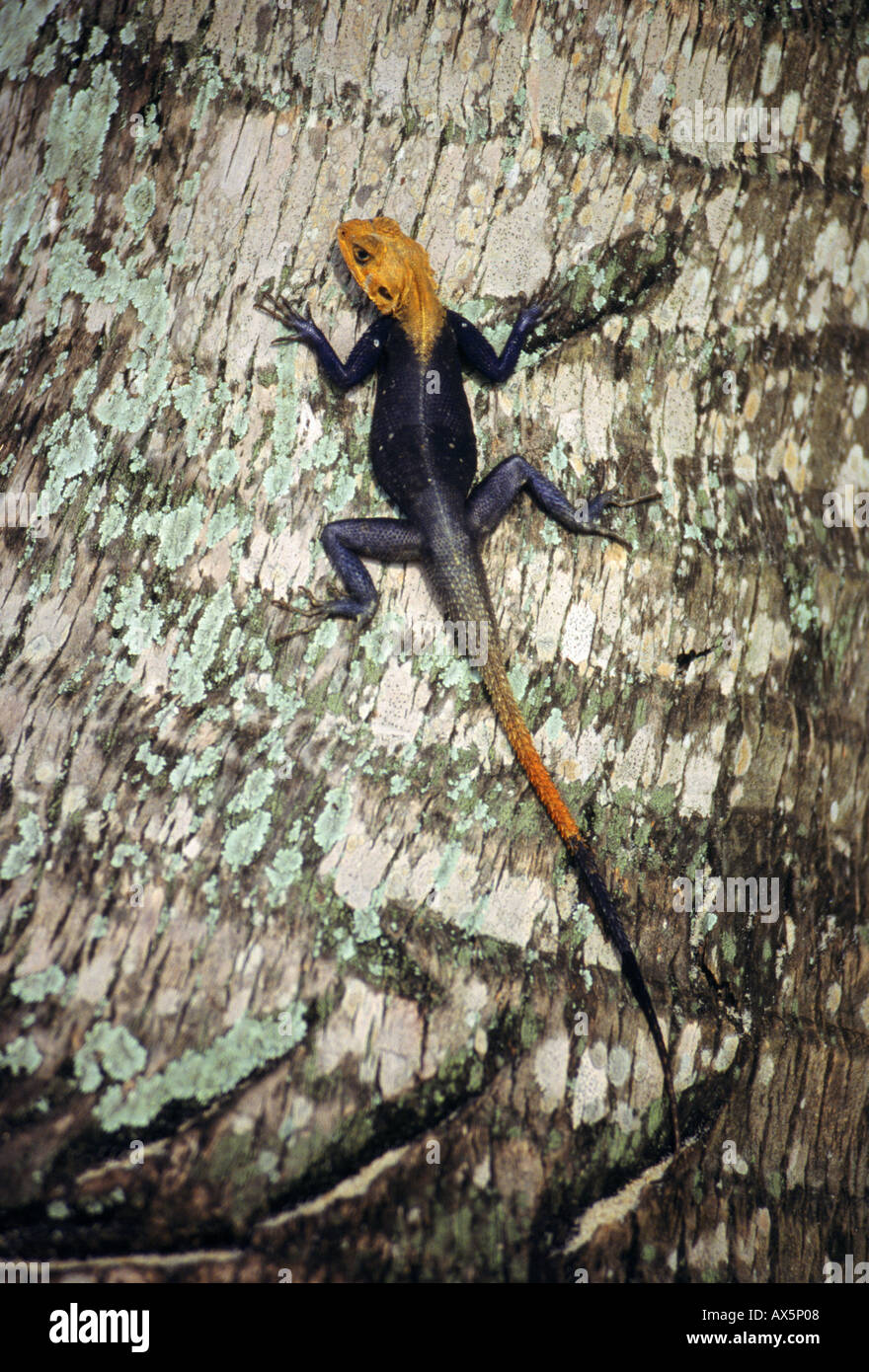 Makande, Gabon. Dark coloured lizard with an orange head climbing a ...