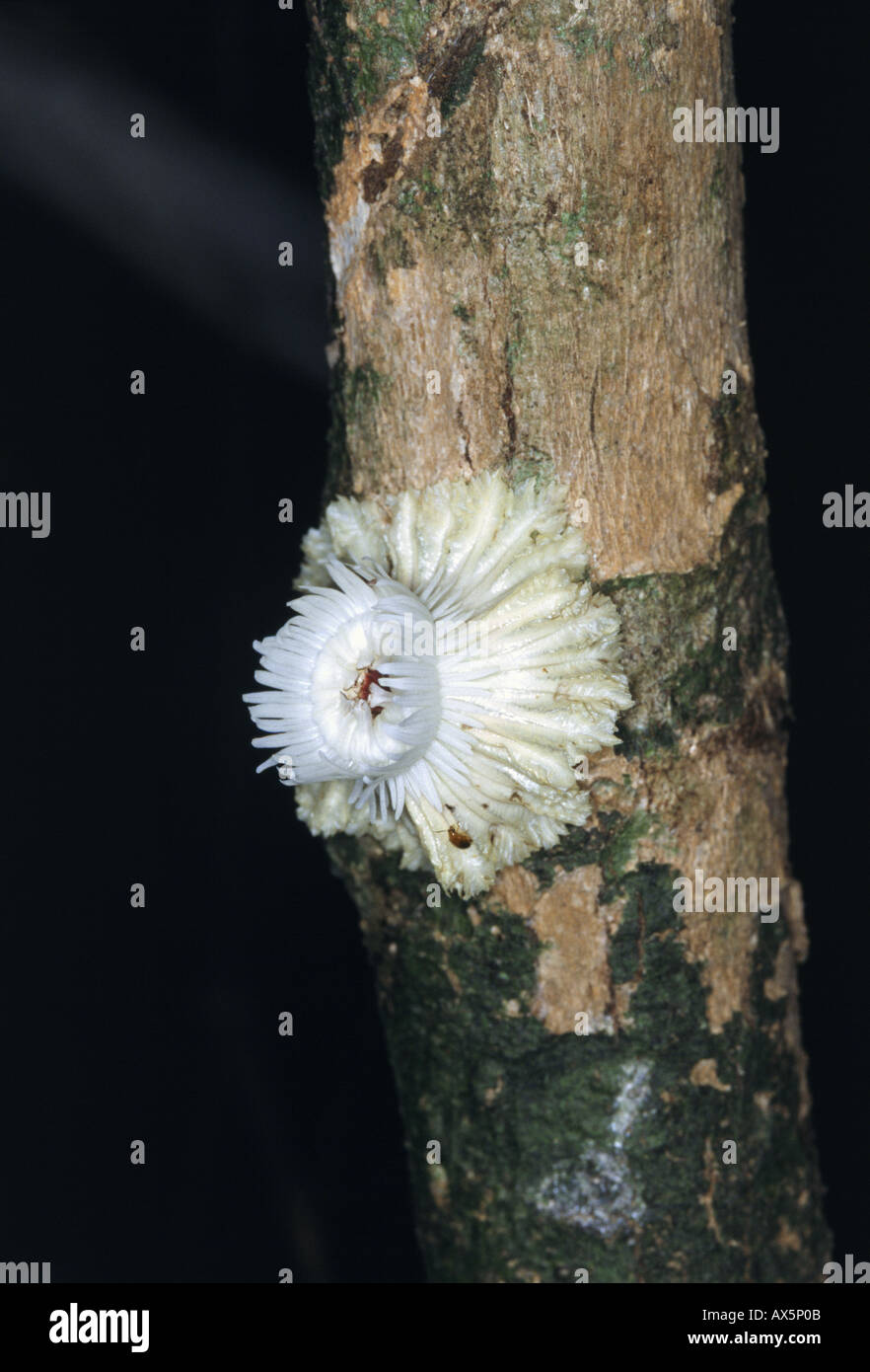 Napoleonaea vogelii hi-res stock photography and images - Alamy