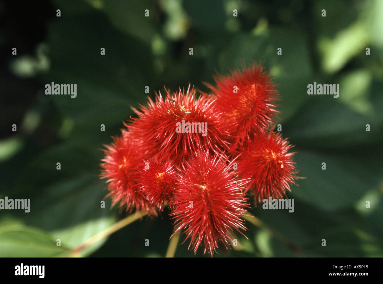 Bright red seed pods hi-res stock photography and images - Alamy