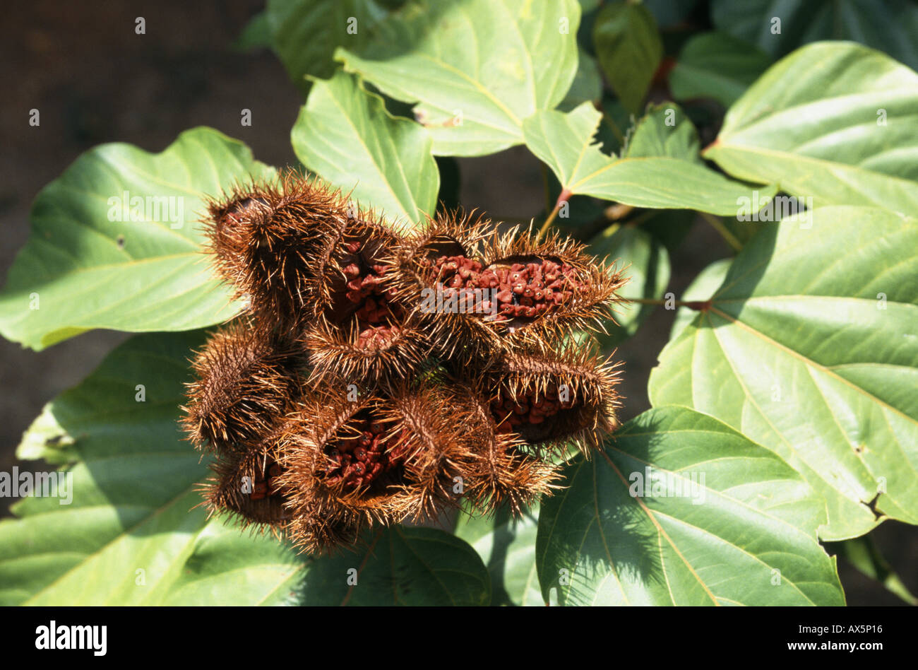 Achiote bixa orellana open fruit hi-res stock photography and images ...