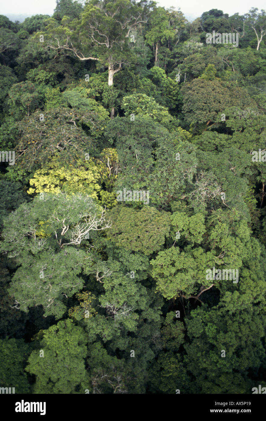 Gabon rainforest aerial hi-res stock photography and images - Alamy