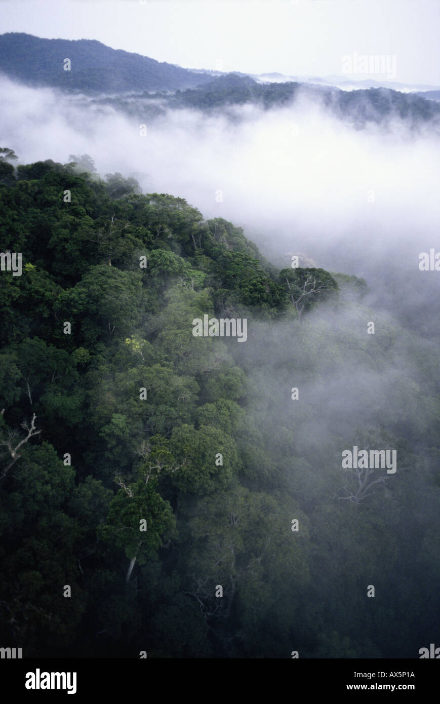 Makande, Gabon. Aerial view of the canopy of the rainforest with large ...