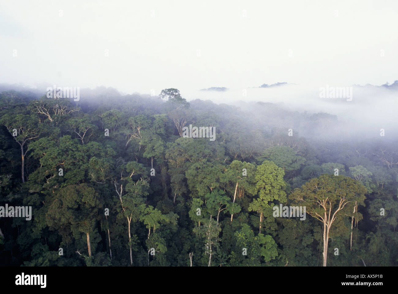 Makande, Gabon. Aerial view of the canopy of the rainforest with large ...