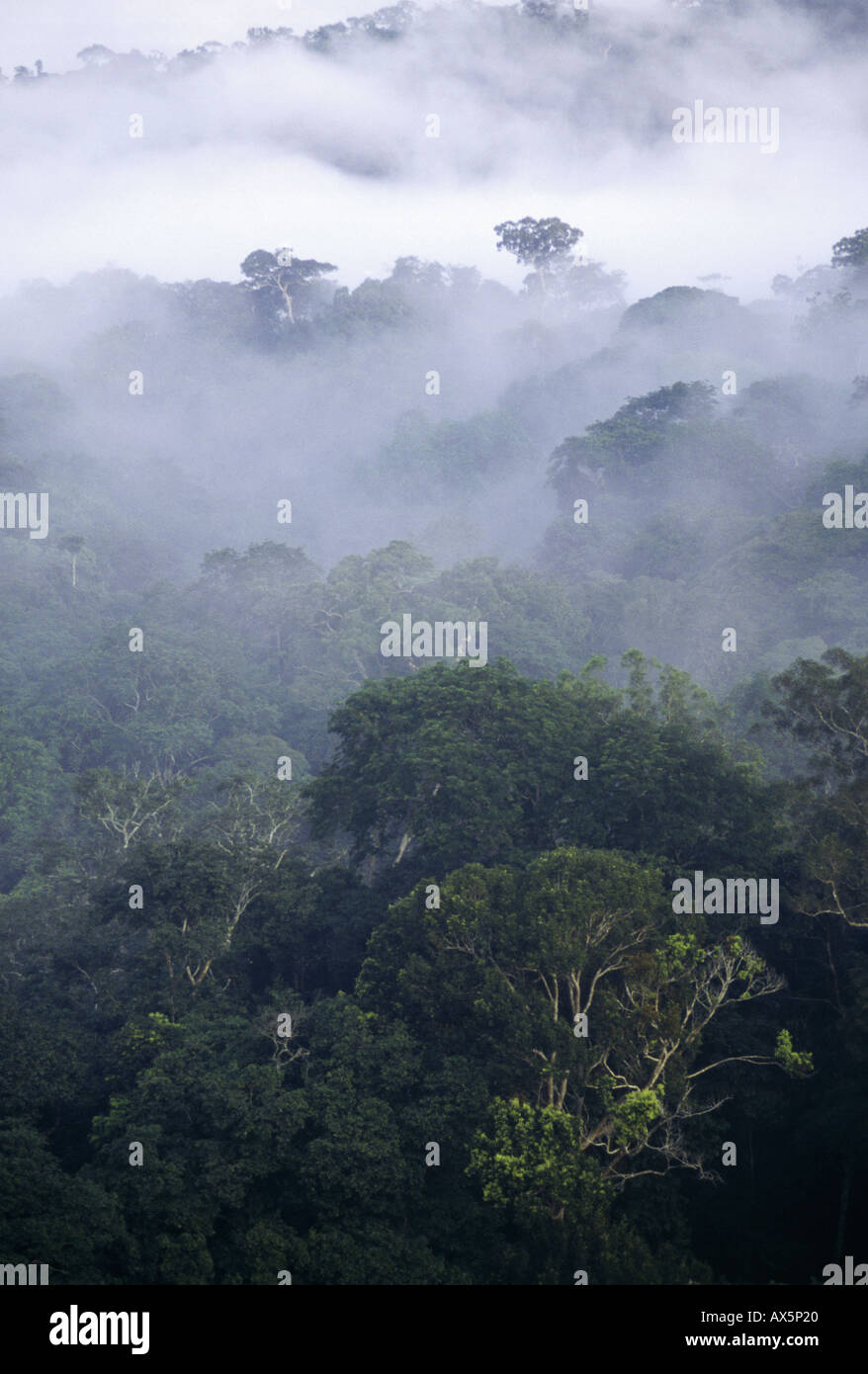 Gabon forest hi-res stock photography and images - Alamy