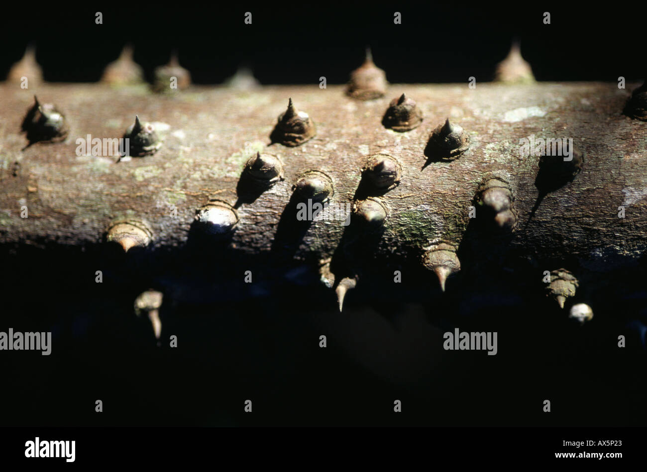 Makande, Gabon. Trunk of a rainforest tree with thorns Stock Photo - Alamy