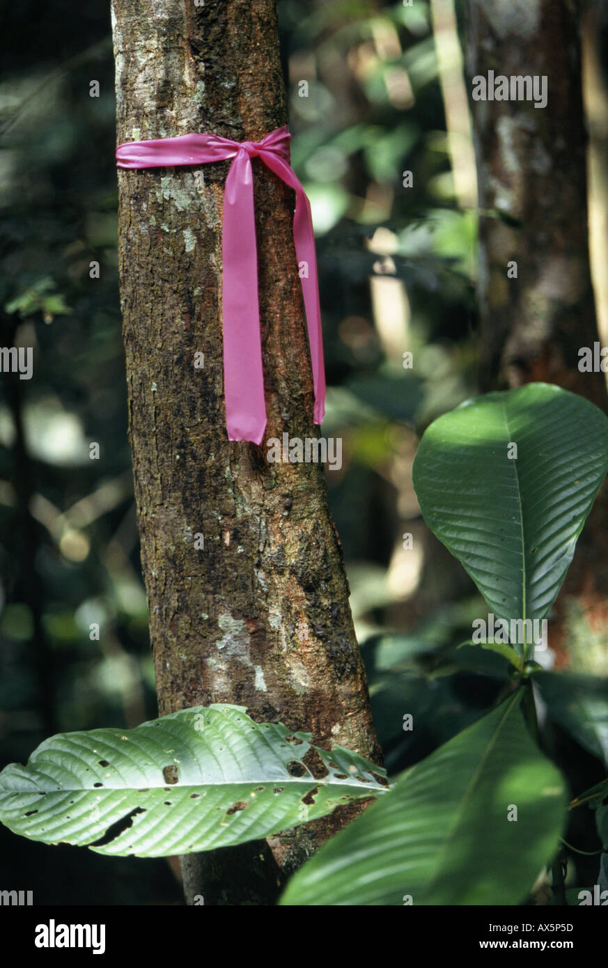 Makande, Gabon. Tree marked with a purple ribbon marker in the ...
