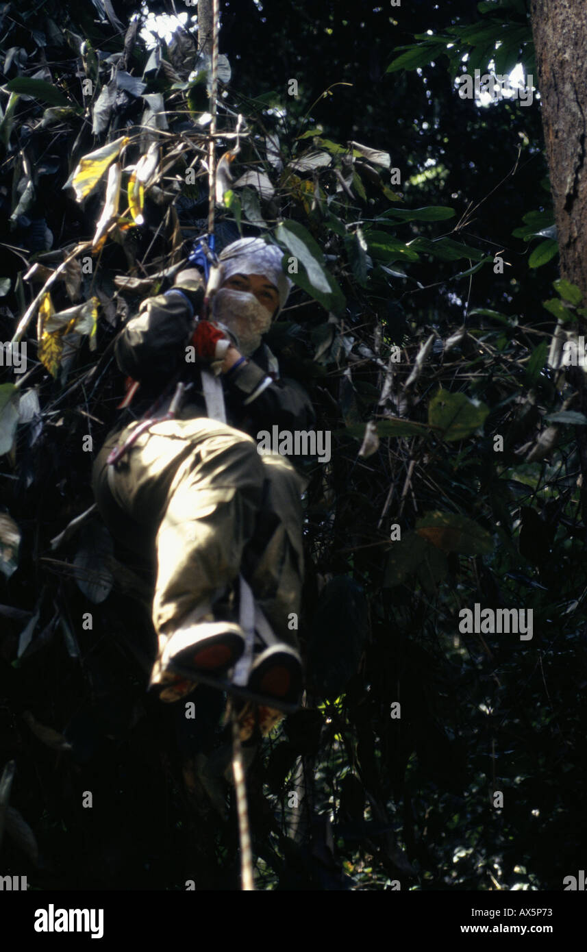Makande, Gabon. Sue Cunningham climbing a huge Okume tree using a rope ...
