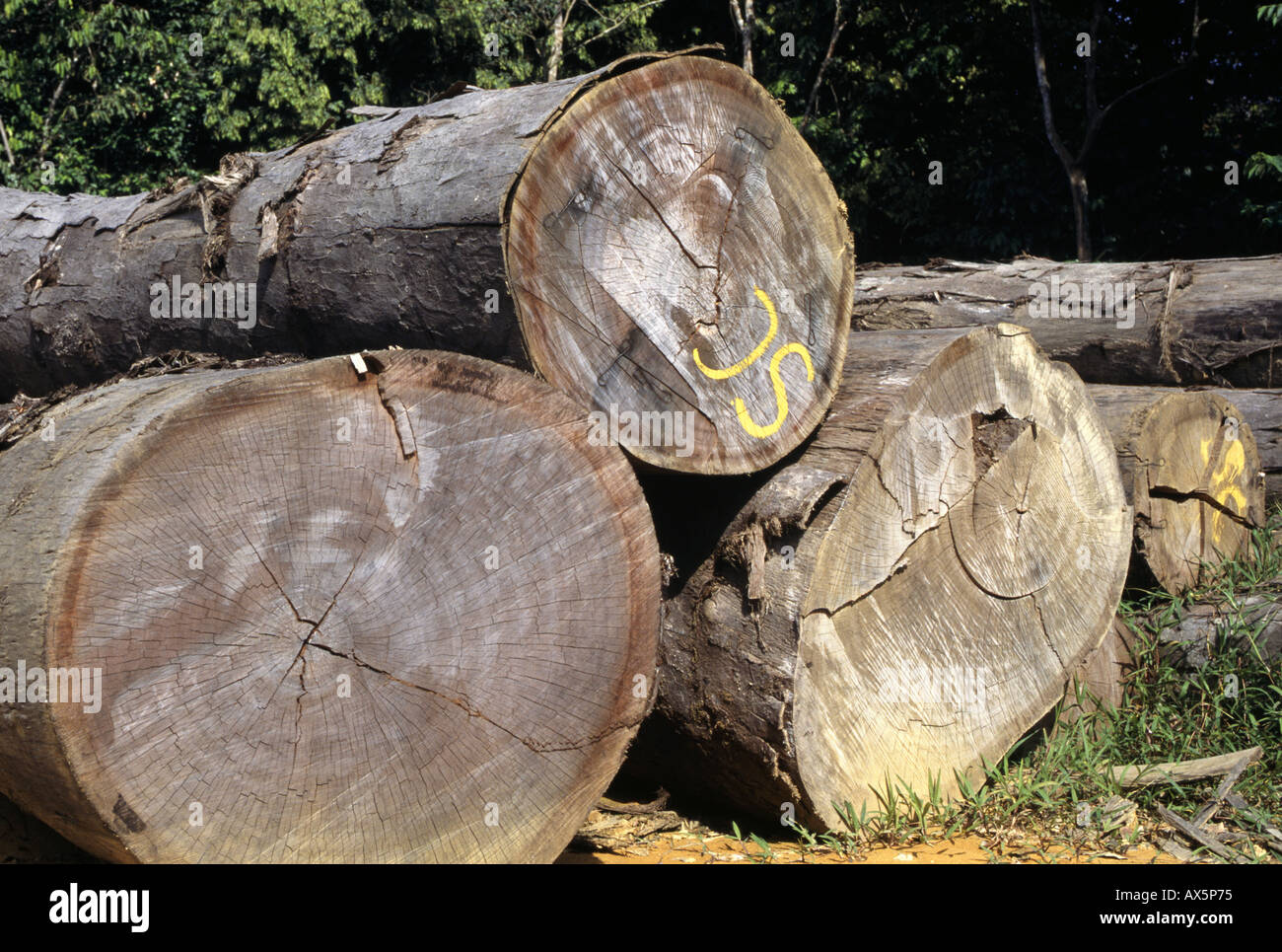 Cutting timber west africa hi-res stock photography and images - Alamy