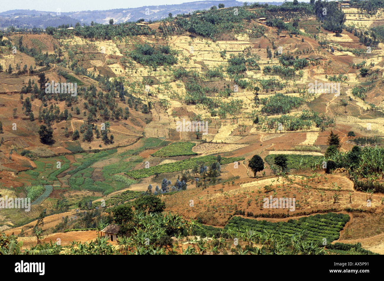 Mount Tessa, Burundi. Patchwork agriculture with trees on a slope Stock ...