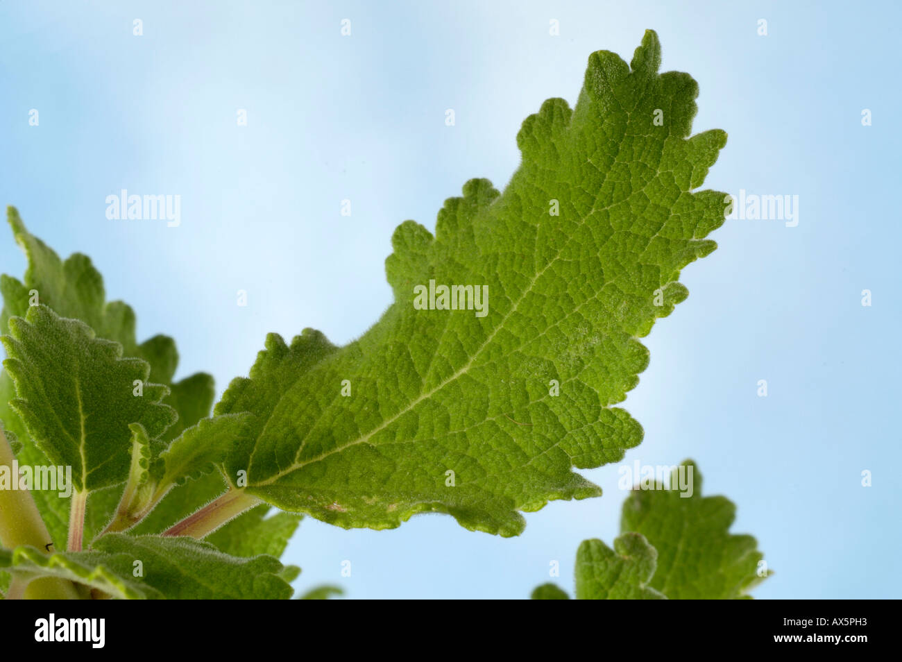 Iboza hi-res stock photography and images - Alamy