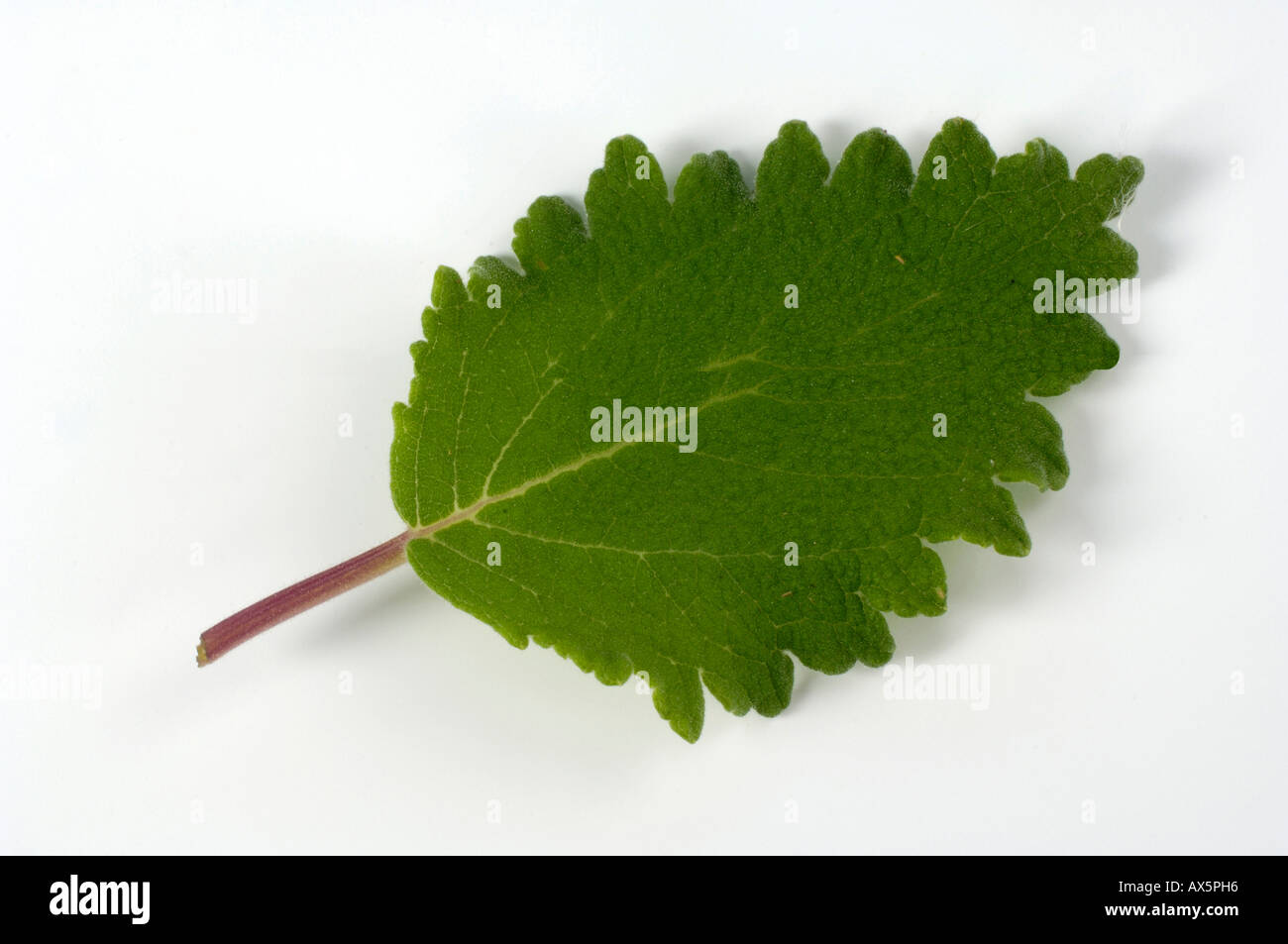 Iboza hi-res stock photography and images - Alamy