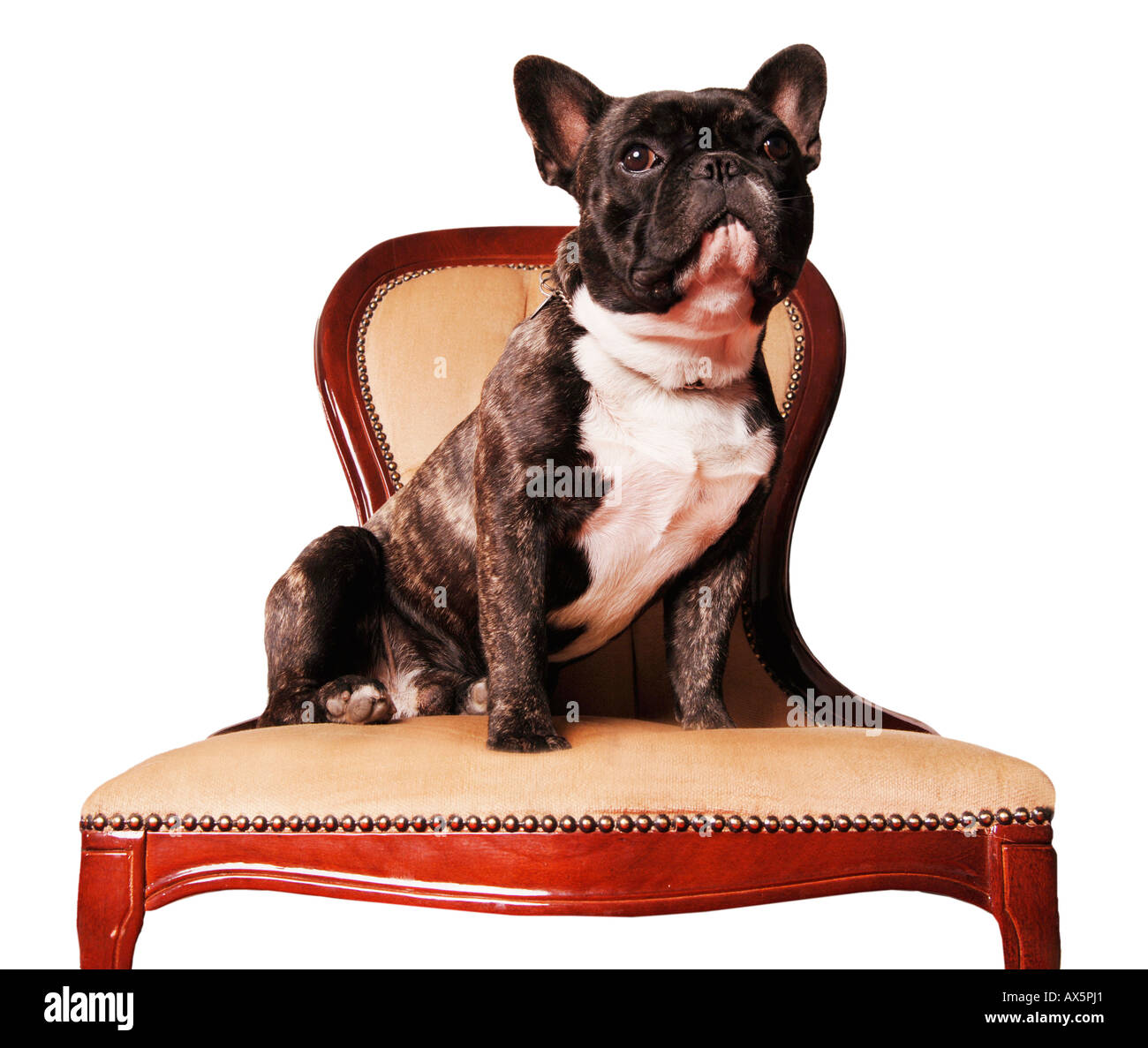 French bulldog sitting on chair Stock Photo - Alamy