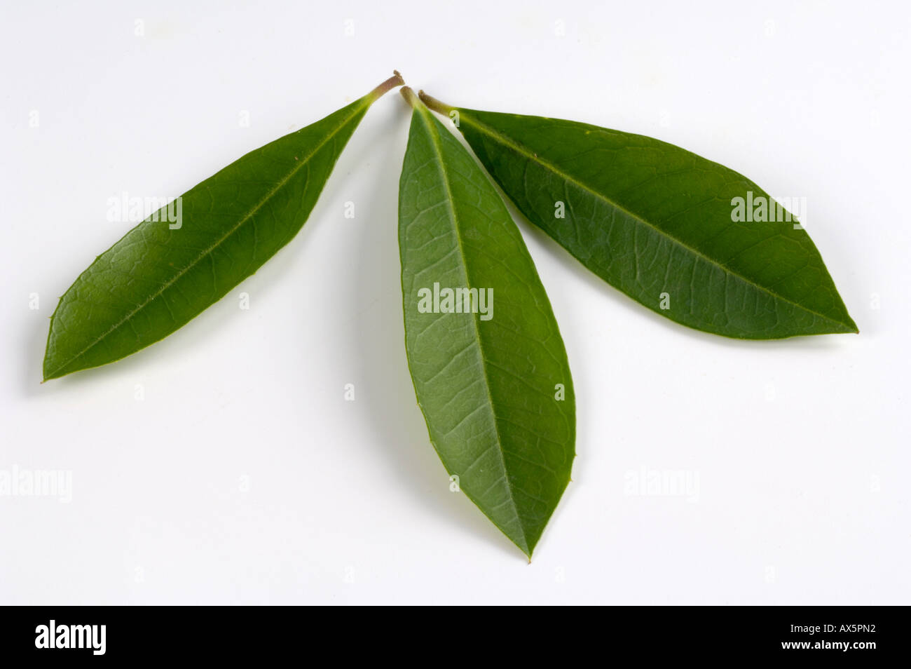 Jesuits tea hi-res stock photography and images - Alamy