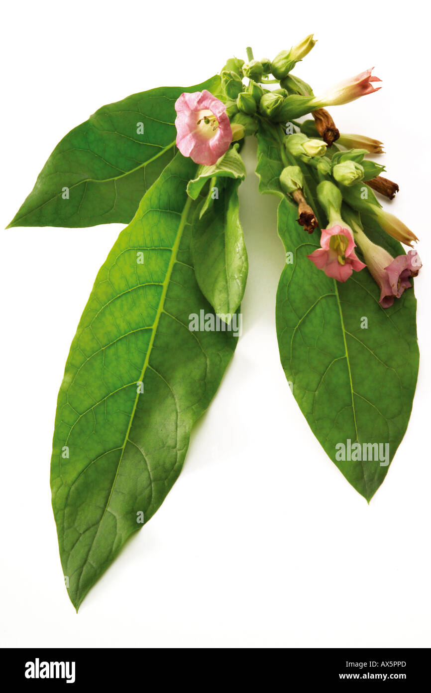 Tobacco flowers Cut Out Stock Images & Pictures - Alamy