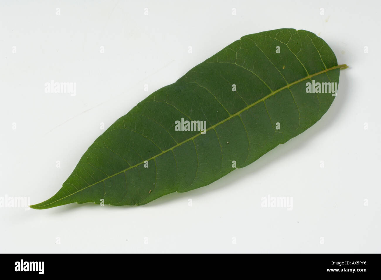 Toon leaf hi-res stock photography and images - Alamy