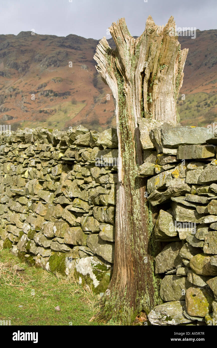 A wall built round a tree, The cumbrian Way, Great Langdale, Cumbria ...