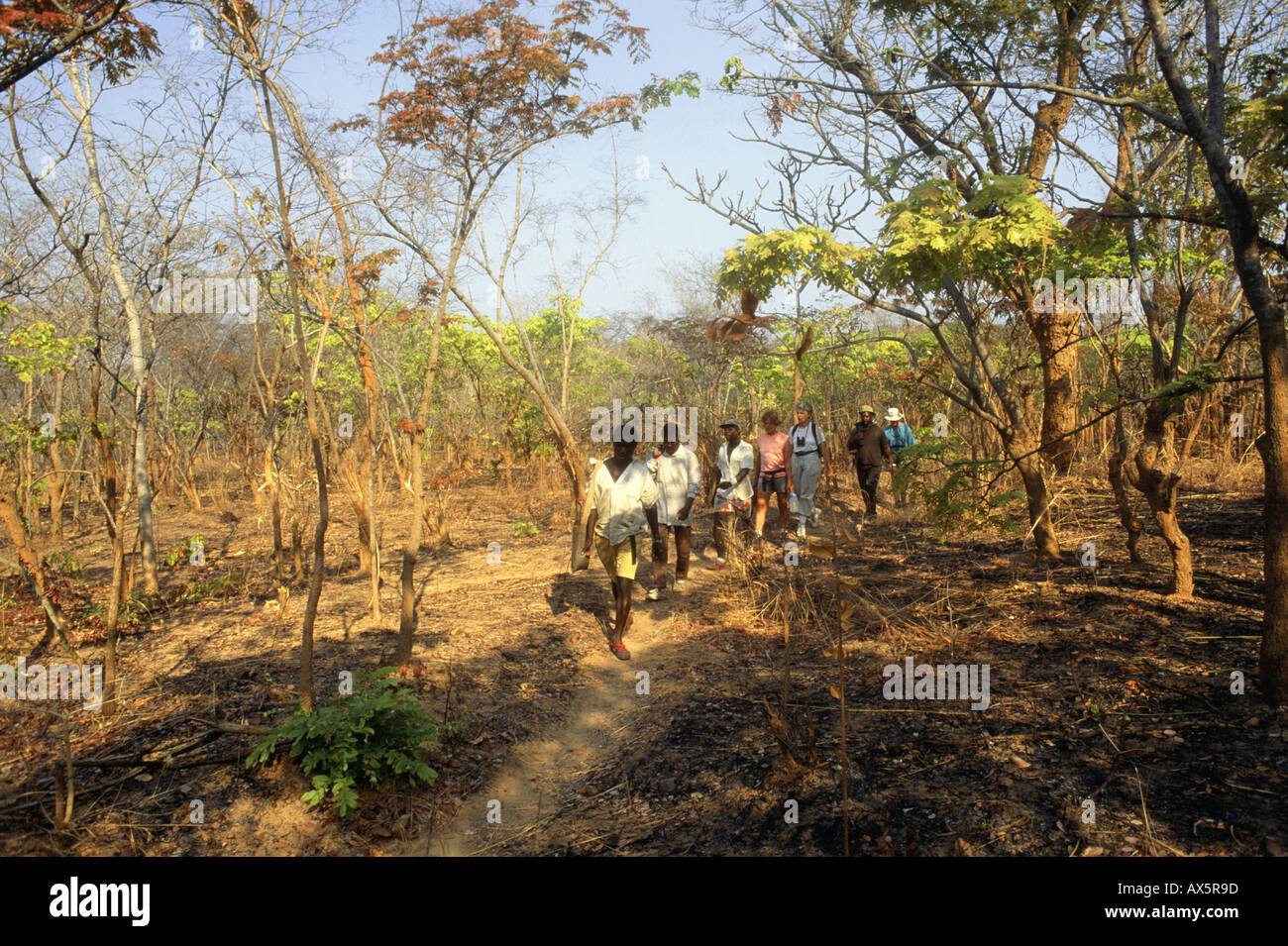 Zambia, Africa. Tourist safari group trekking on foot with park ranger ...
