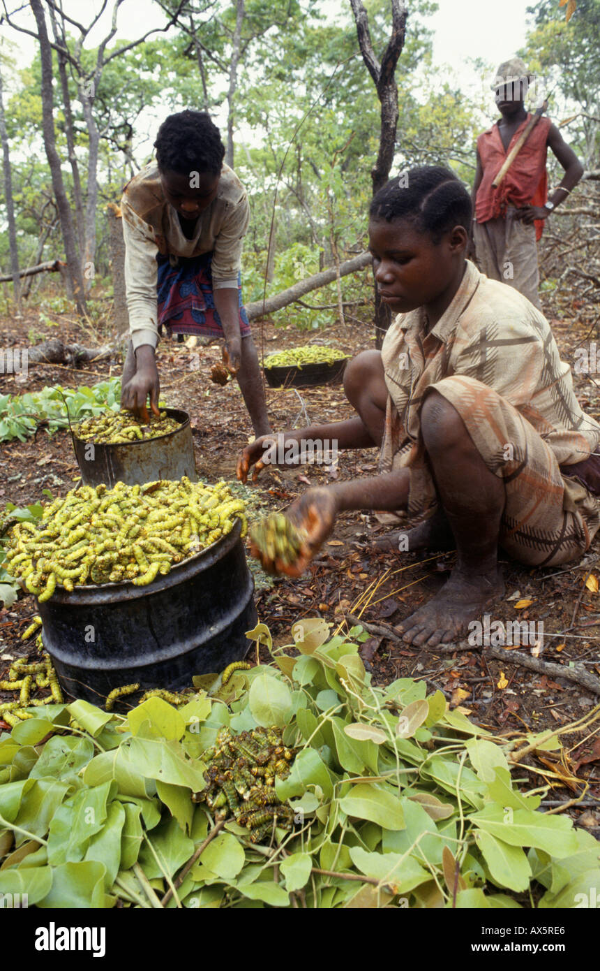 Kopa, Zambia. People collecting Mopani catepillers - food delicacy ...