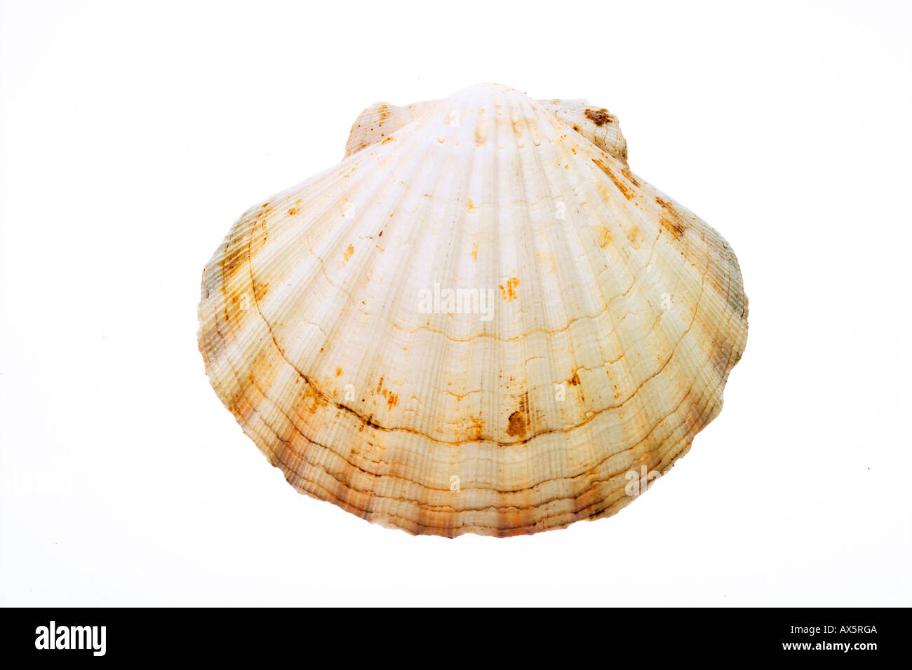 Pecten jacobaeus hi-res stock photography and images - Alamy