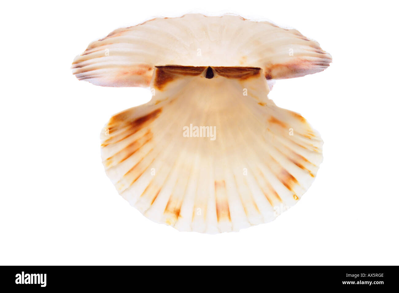 Pecten jacobaeus hi-res stock photography and images - Alamy