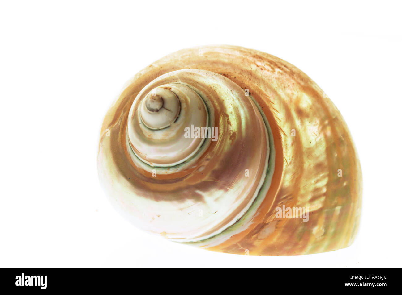 Pearl turbo shell hi-res stock photography and images - Alamy