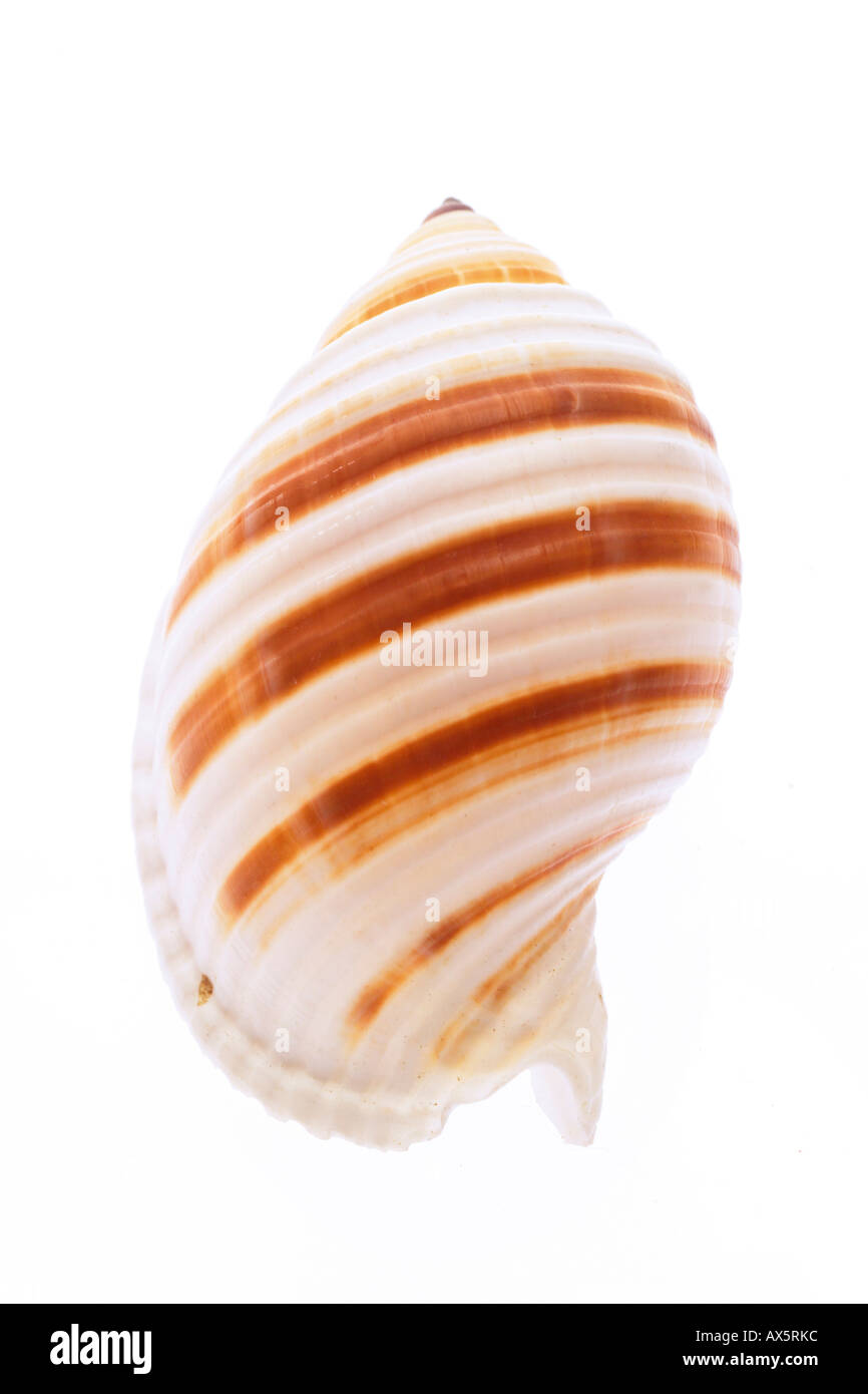 Tun shell hi-res stock photography and images - Alamy