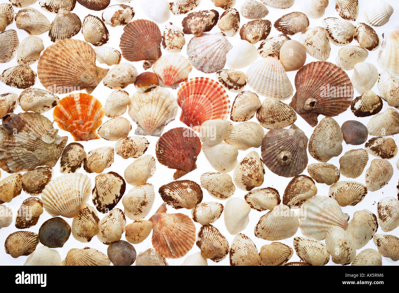 Sea shells, elevated view, close-up Stock Photo - Alamy