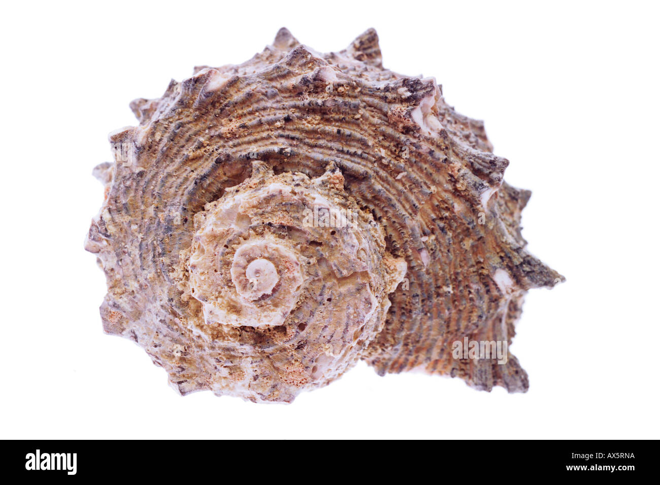 Sea shell, Dolphin shell (Angaria delphinus), close-up Stock Photo - Alamy