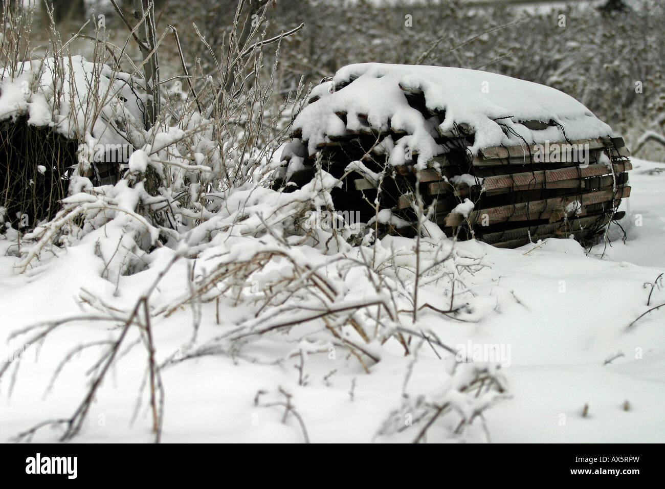 Color pictures showing wood lot and bush covered with a fresh blanket ...