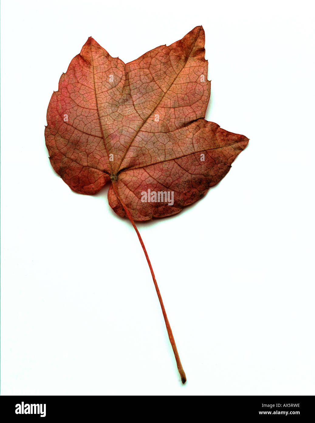 Dead leaf fallen leaf Cut Out Stock Images & Pictures - Alamy