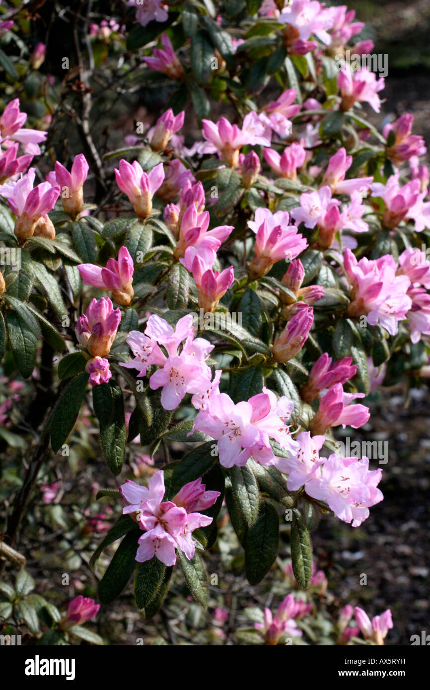 Lavender rhododendron hi-res stock photography and images - Alamy